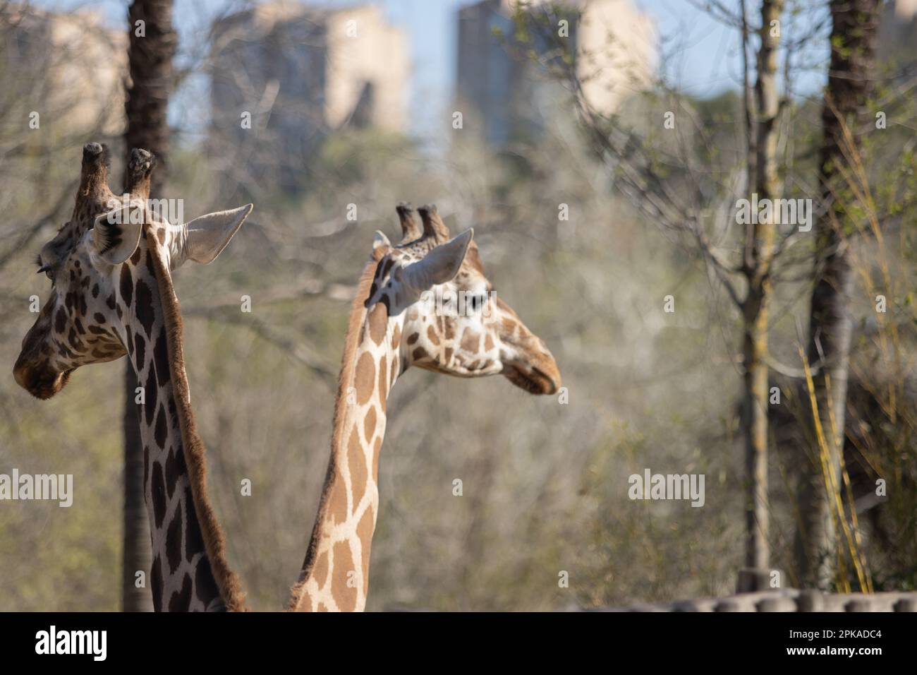 Closeup of two giraffes in a zoo habitat, standing side-by-side in a ...