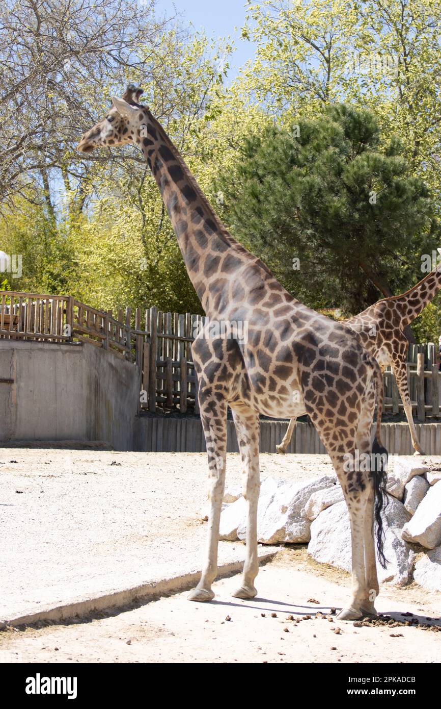 A giraffe stands in an outdoor zoo enclosure on a sunny day Stock Photo ...