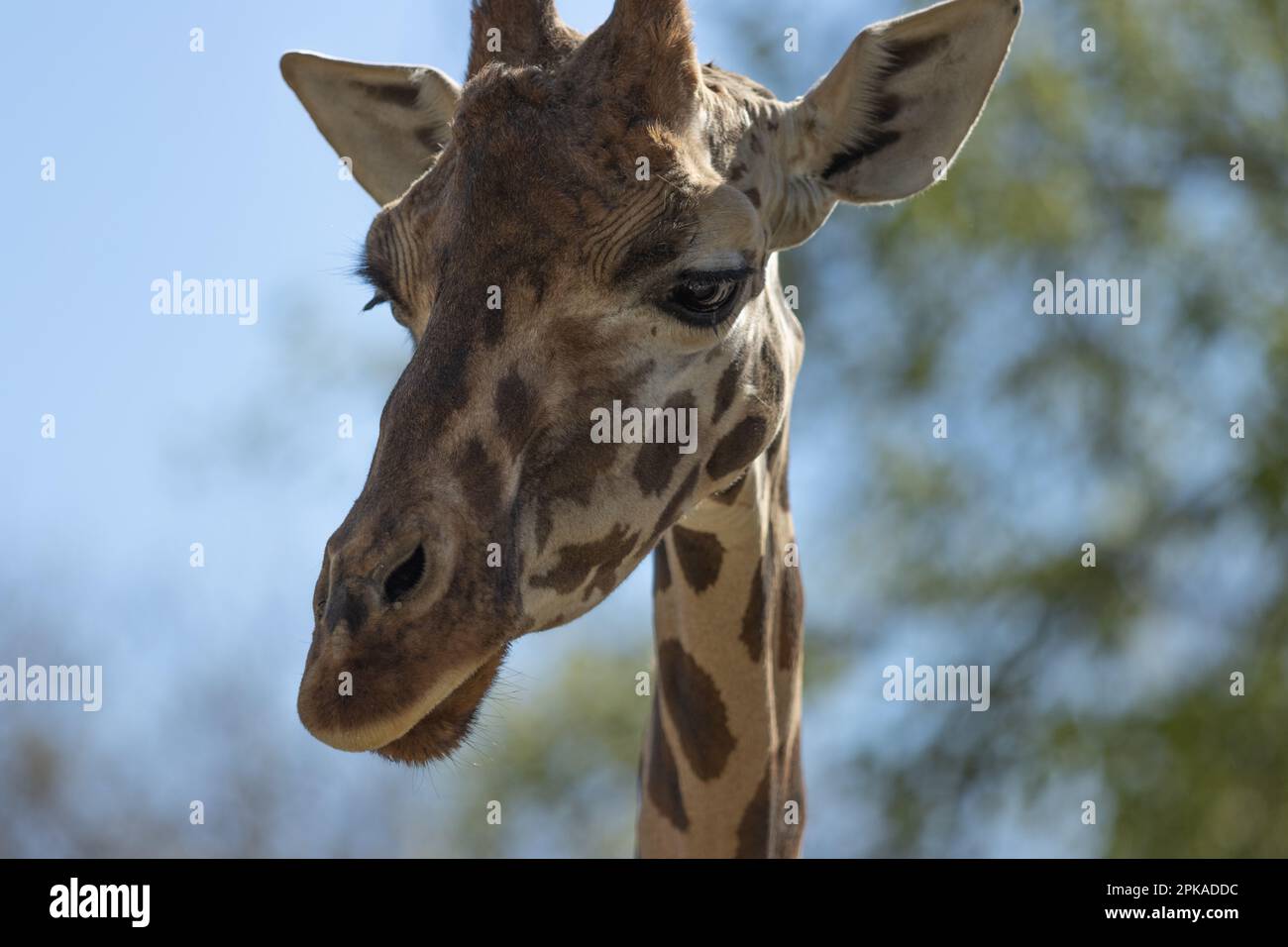 A close-up image of the head of a giraffe, with its long neck and large ...