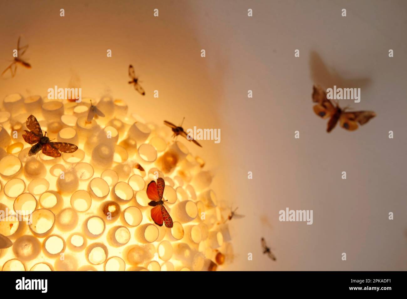 A silk moth cocoon light fixture made with real cocoons and moths ...