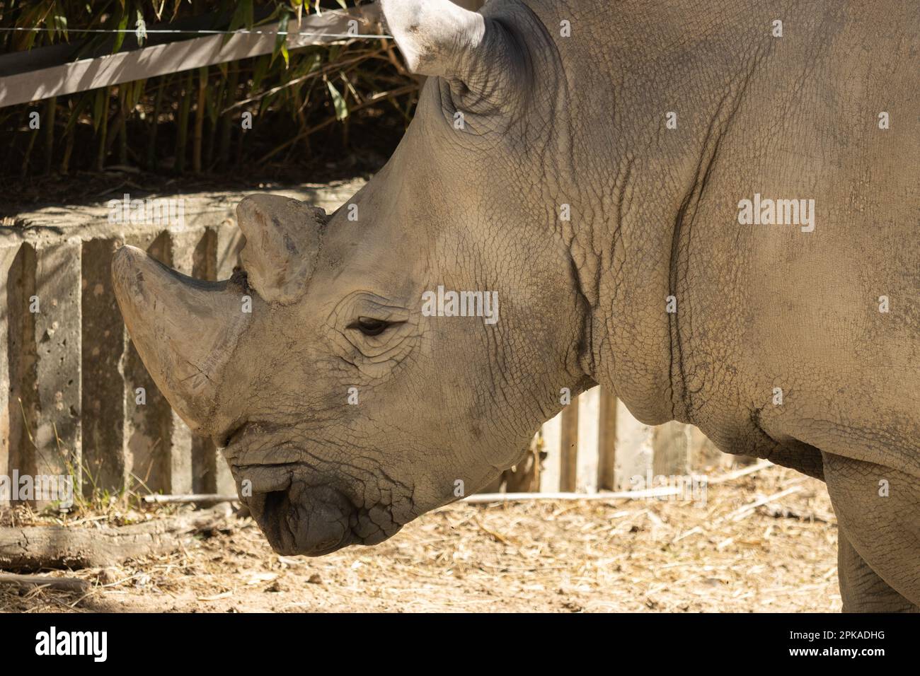 A majestic rhinoceros standing in a fenced enclosure at the zoo Stock ...
