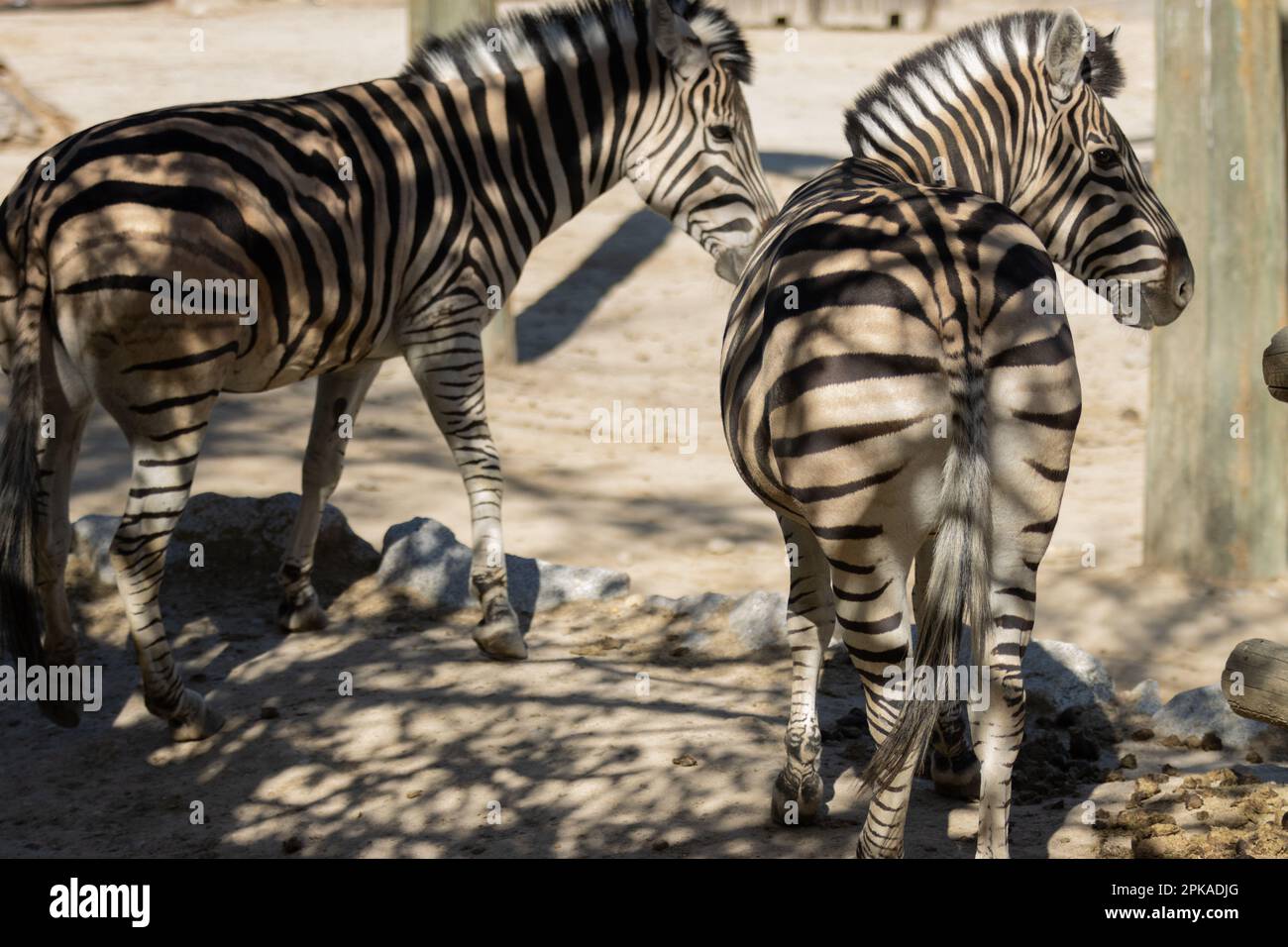 Two zebras standing side by side in the enclosure of a zoo, surrounded ...