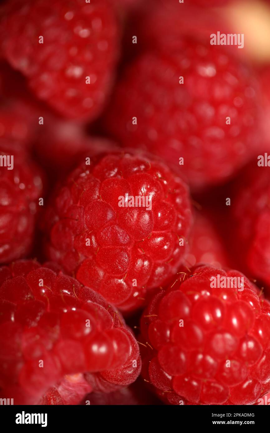 Background of ripe red raspberries fruits natural healthy vitamins ...