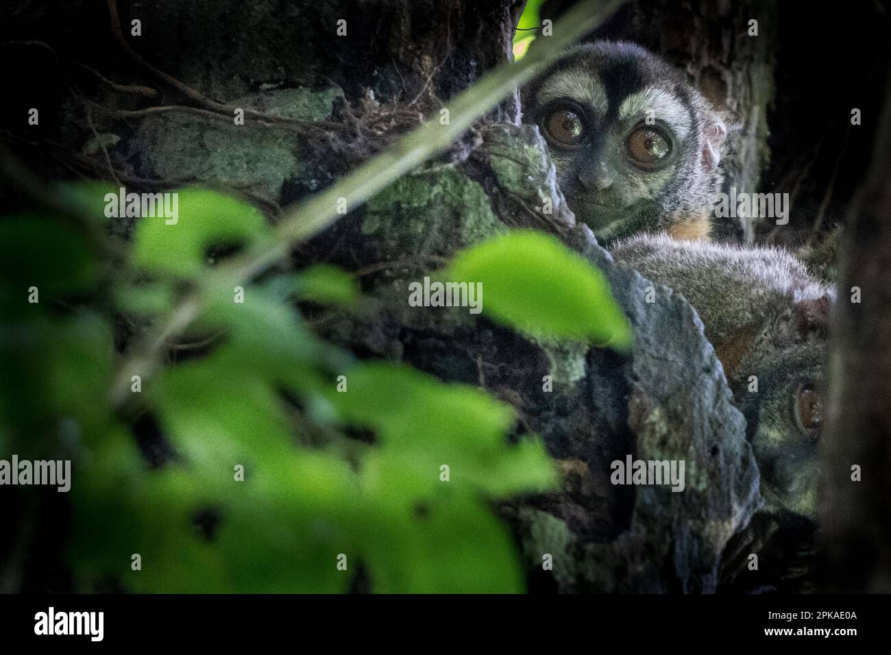 Night owl monkeys hi-res stock photography and images - Alamy