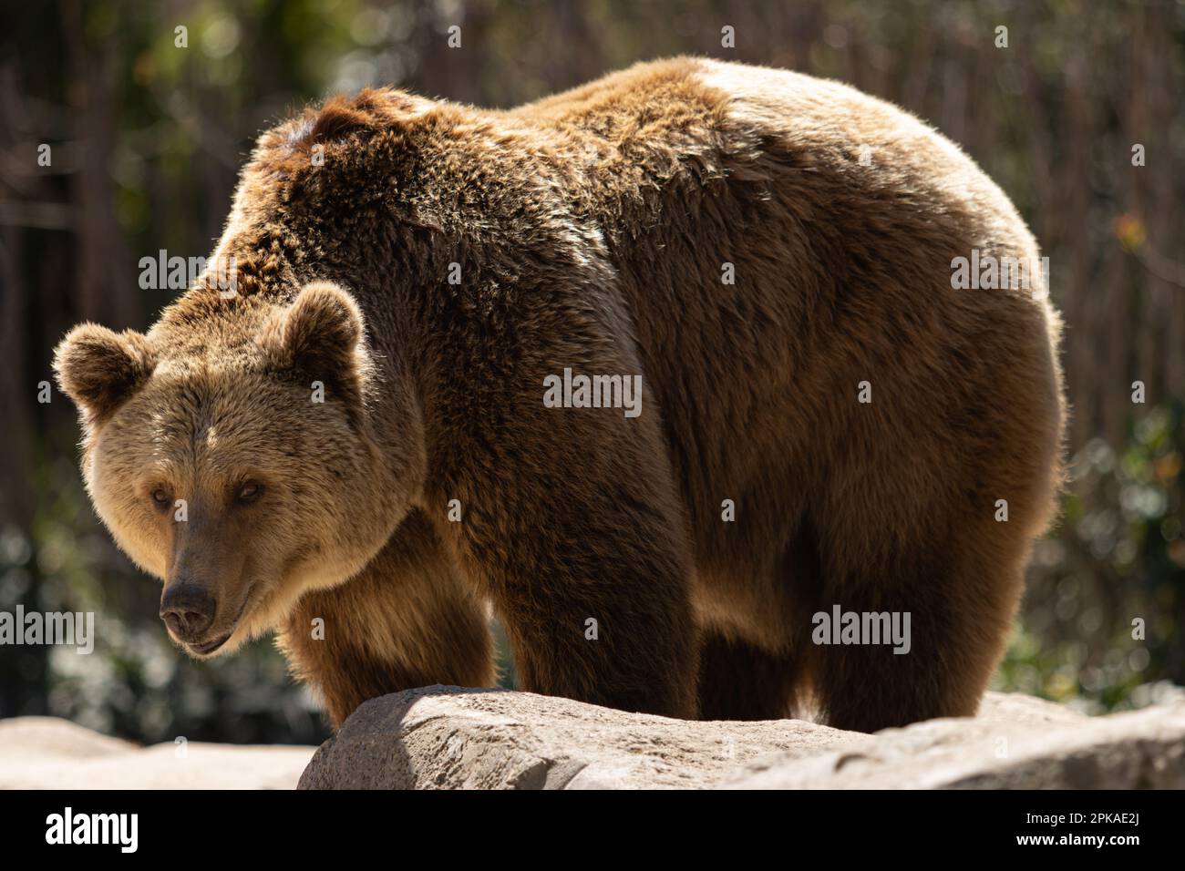 A brown bear stands on a rocky terrain in an open-air enclosure on a ...