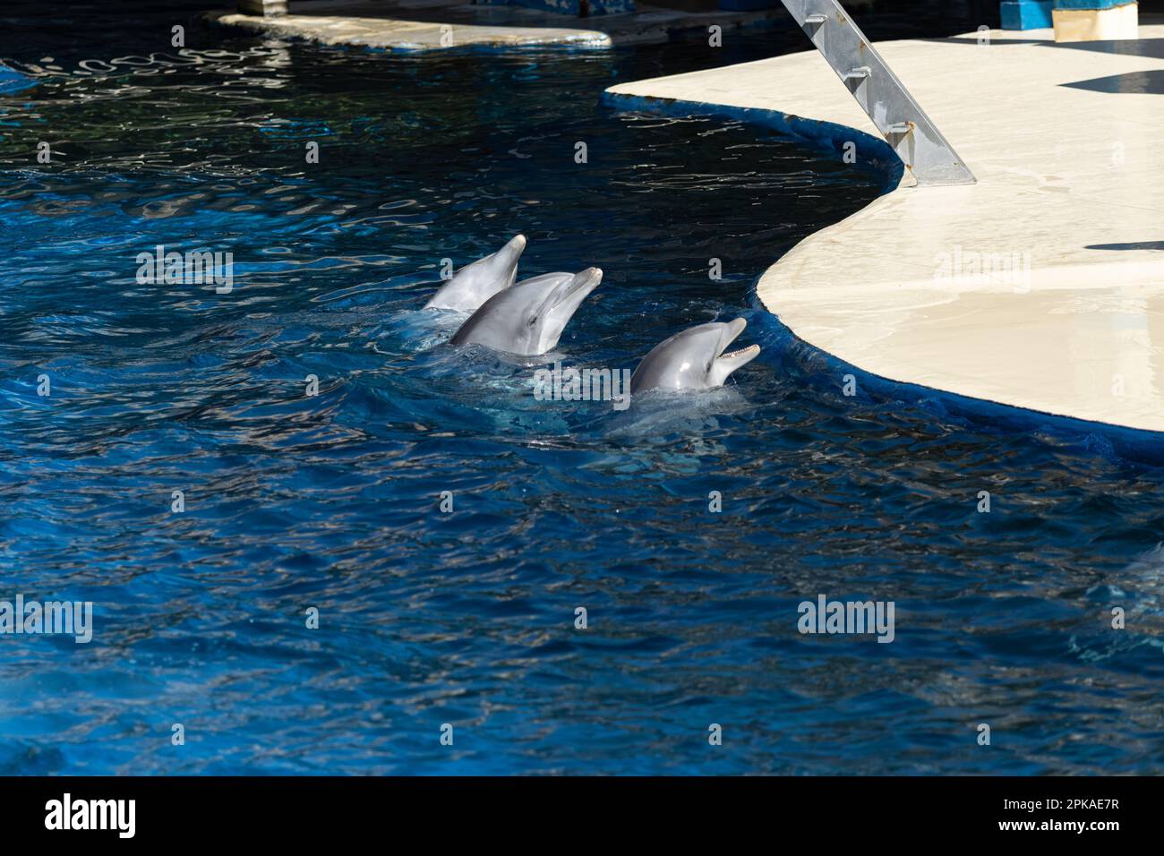 Playful dolphins swimming and performing tricks in a crystal clear blue ...