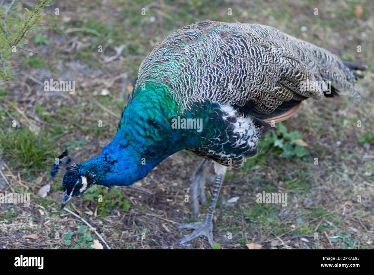 A vibrant peacock perched atop lush green grass, showcasing its ...