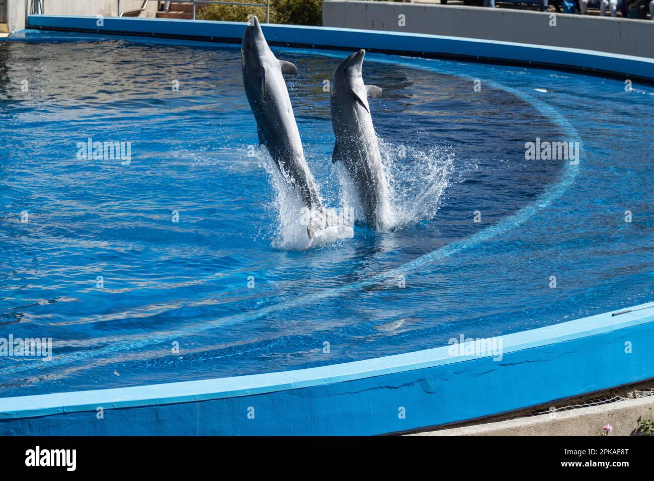 Playful dolphins swimming and performing tricks in a crystal clear blue ...