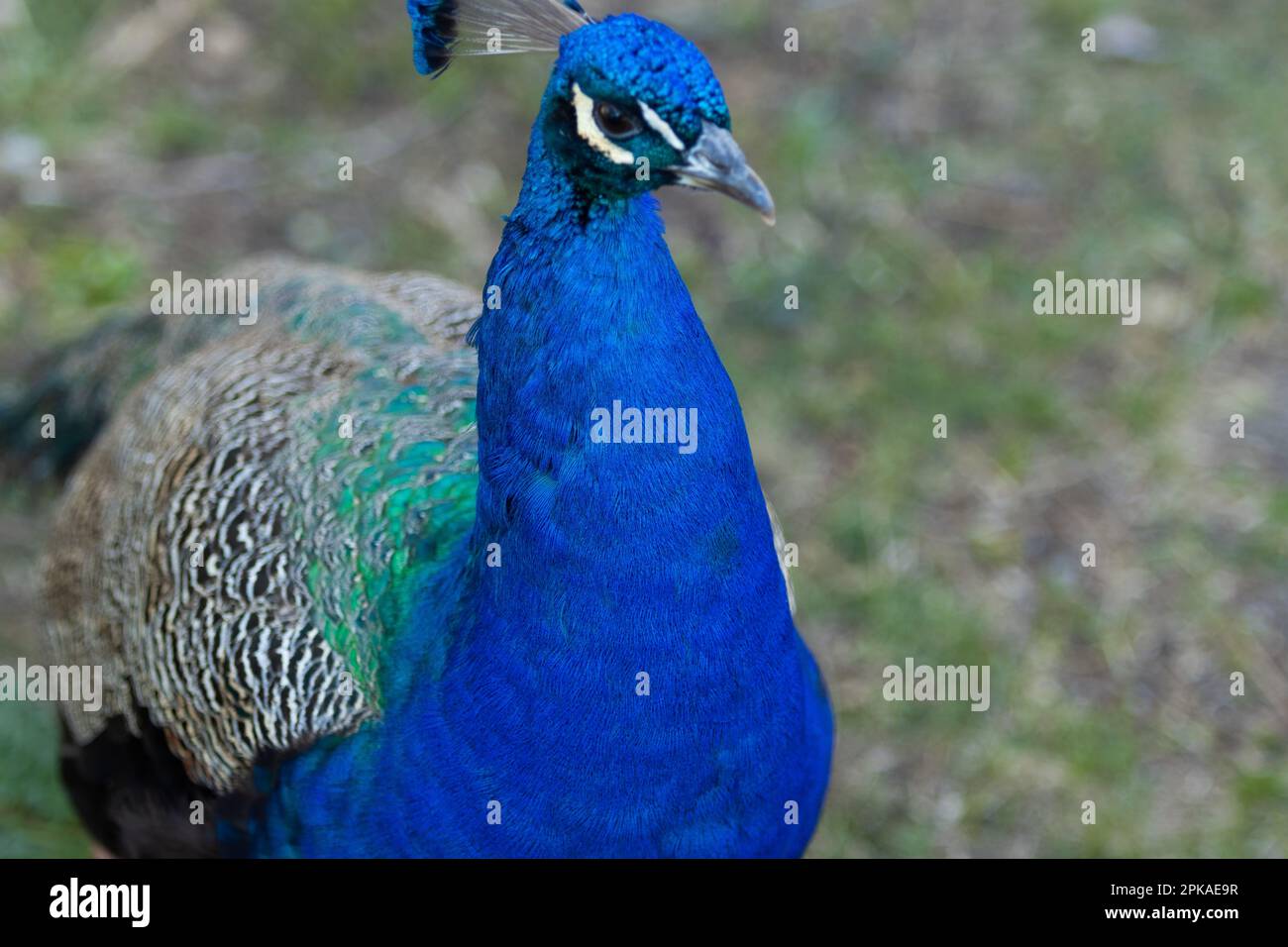 A vibrant peacock perched atop lush green grass, showcasing its ...