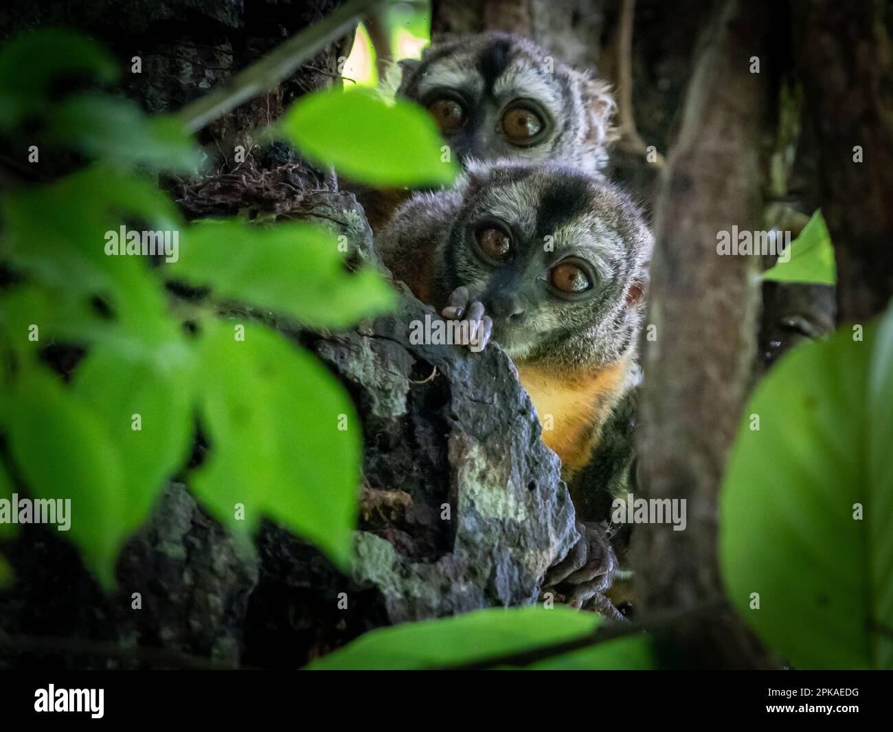 Night owl monkeys hi-res stock photography and images - Alamy