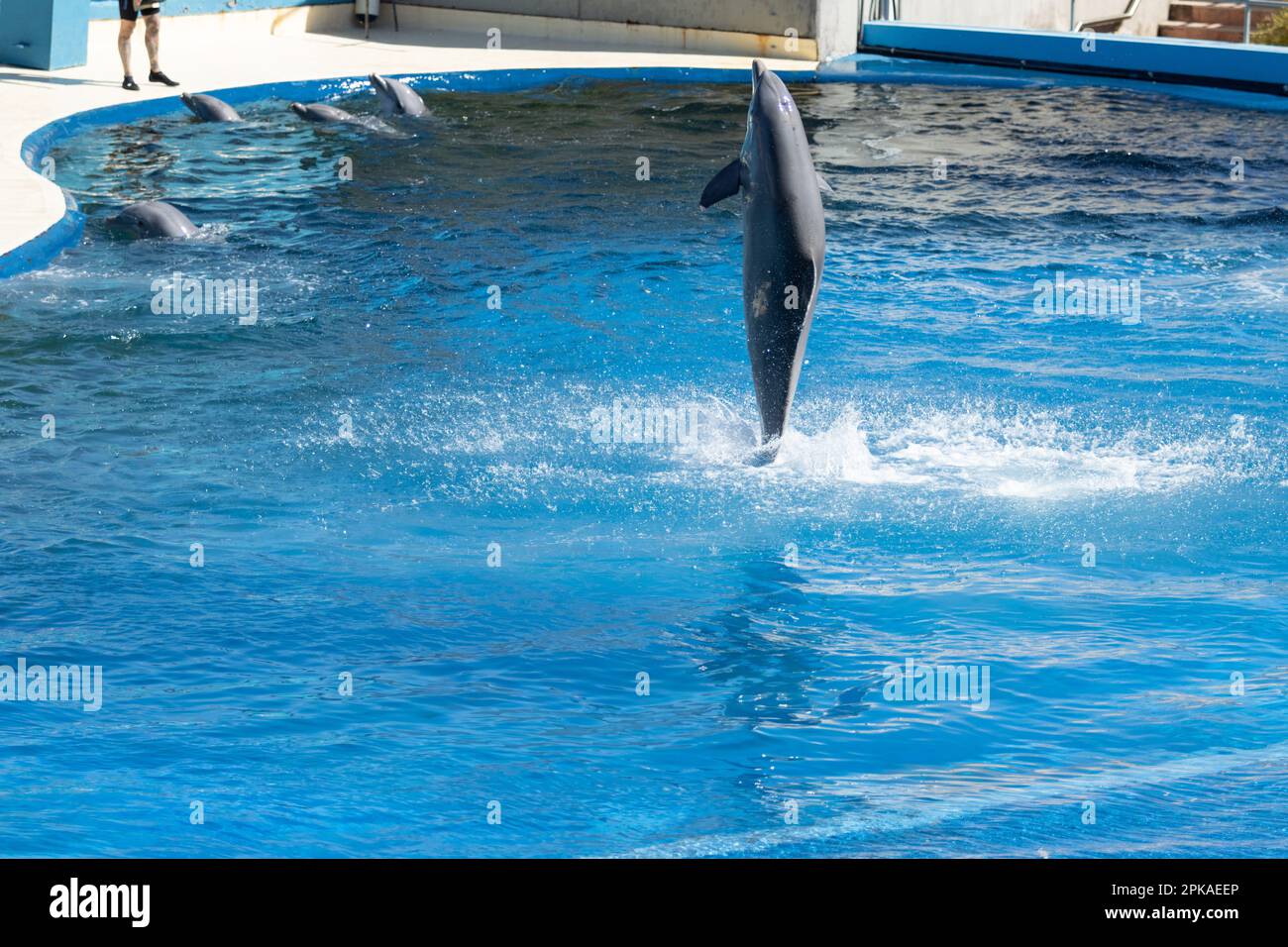 Playful dolphins swimming and performing tricks in a crystal clear blue ...