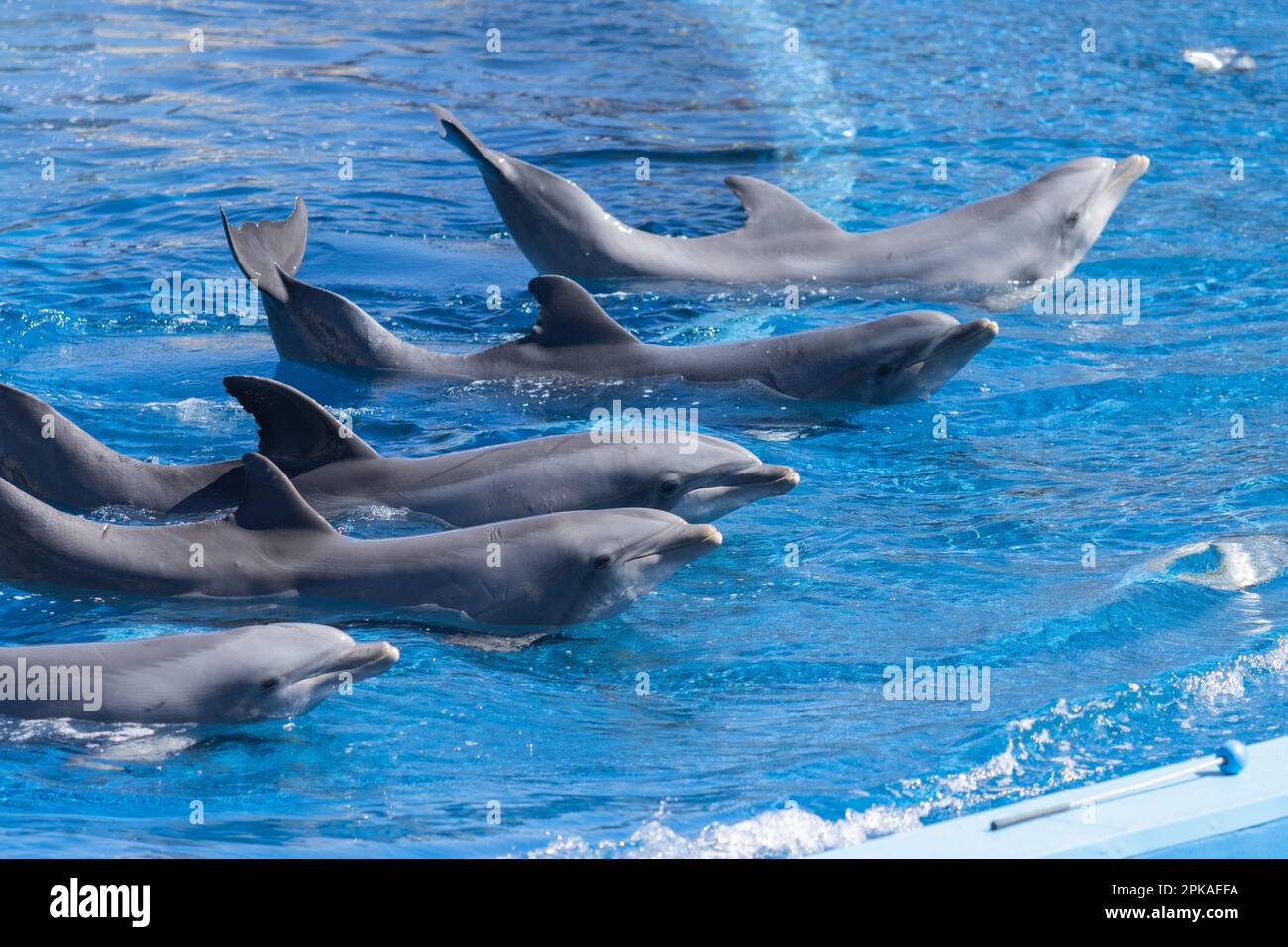 Playful dolphins swimming and performing tricks in a crystal clear blue ...