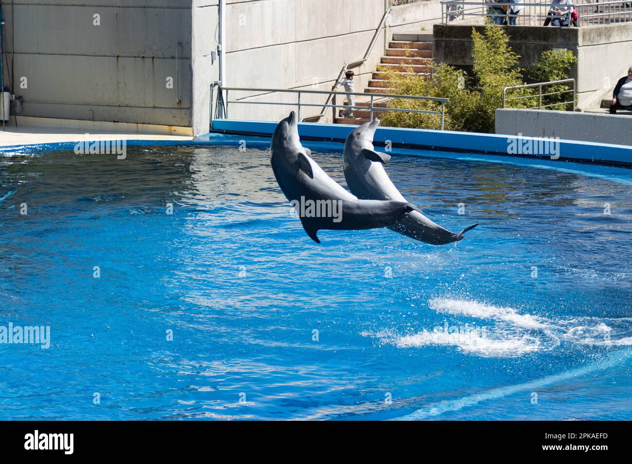 Playful dolphins swimming and performing tricks in a crystal clear blue ...