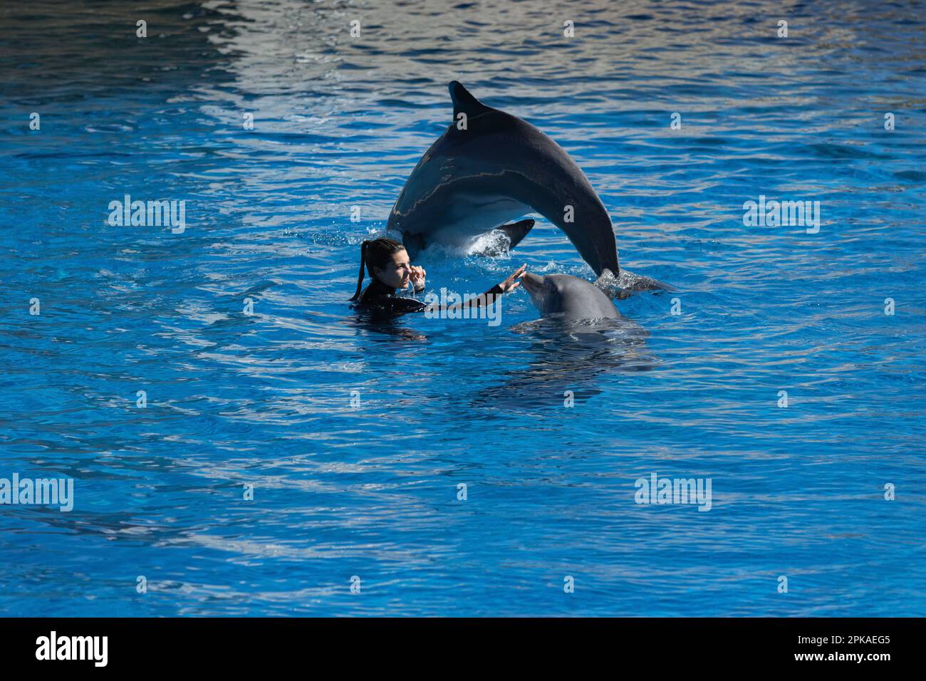 Playful dolphins swimming and performing tricks in a crystal clear blue ...