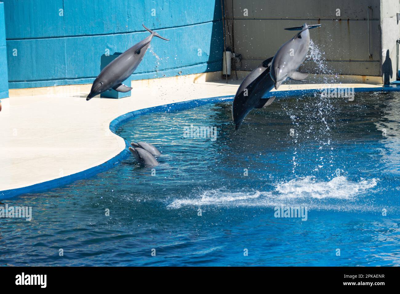 Playful dolphins swimming and performing tricks in a crystal clear blue ...