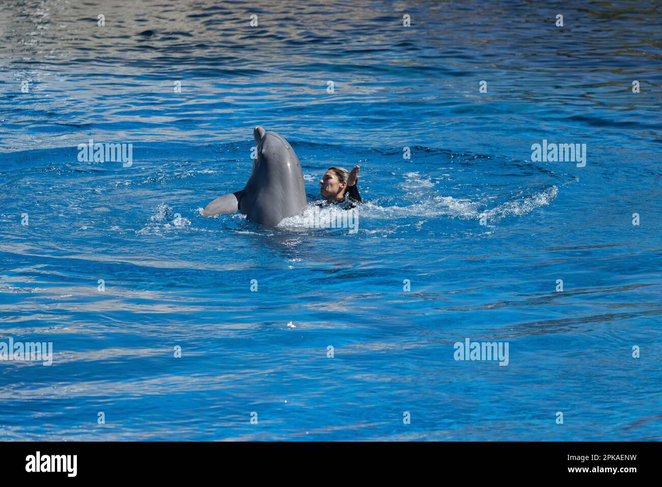 A playful dolphin swimming and performing tricks in a crystal clear ...