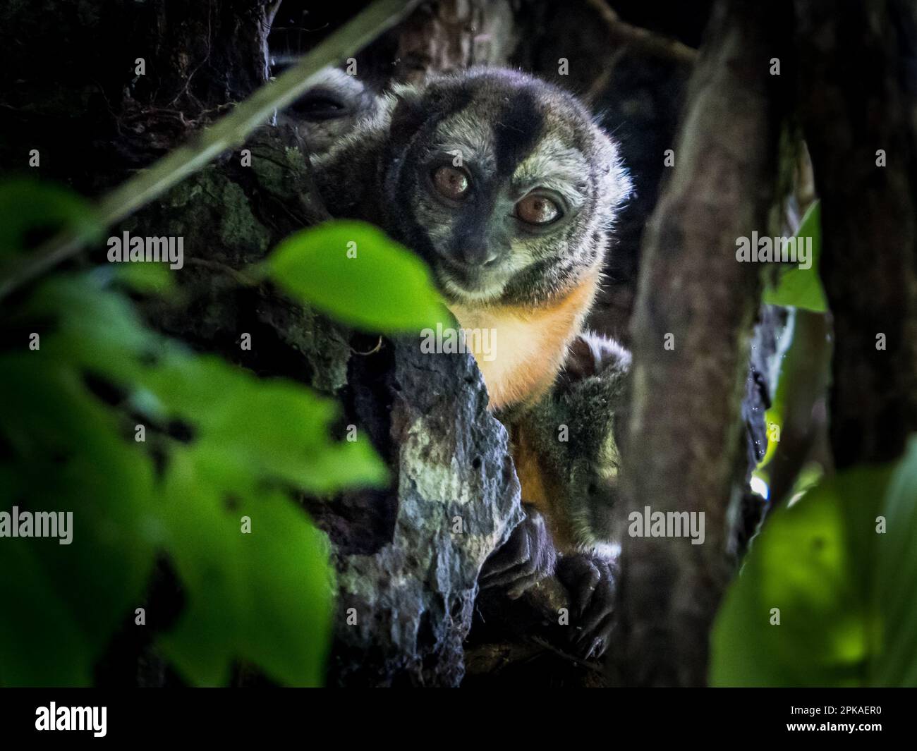 Night Monkeys (Aotus) n the Peruvian Amazon Stock Photo - Alamy
