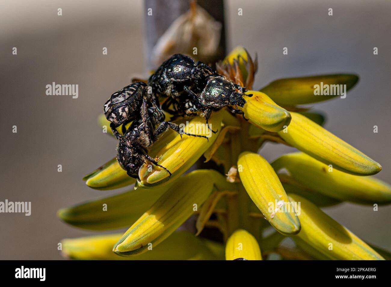 Mediterranean Spotted Chafer, Oxythyrea funesta, also known as Barbary ...