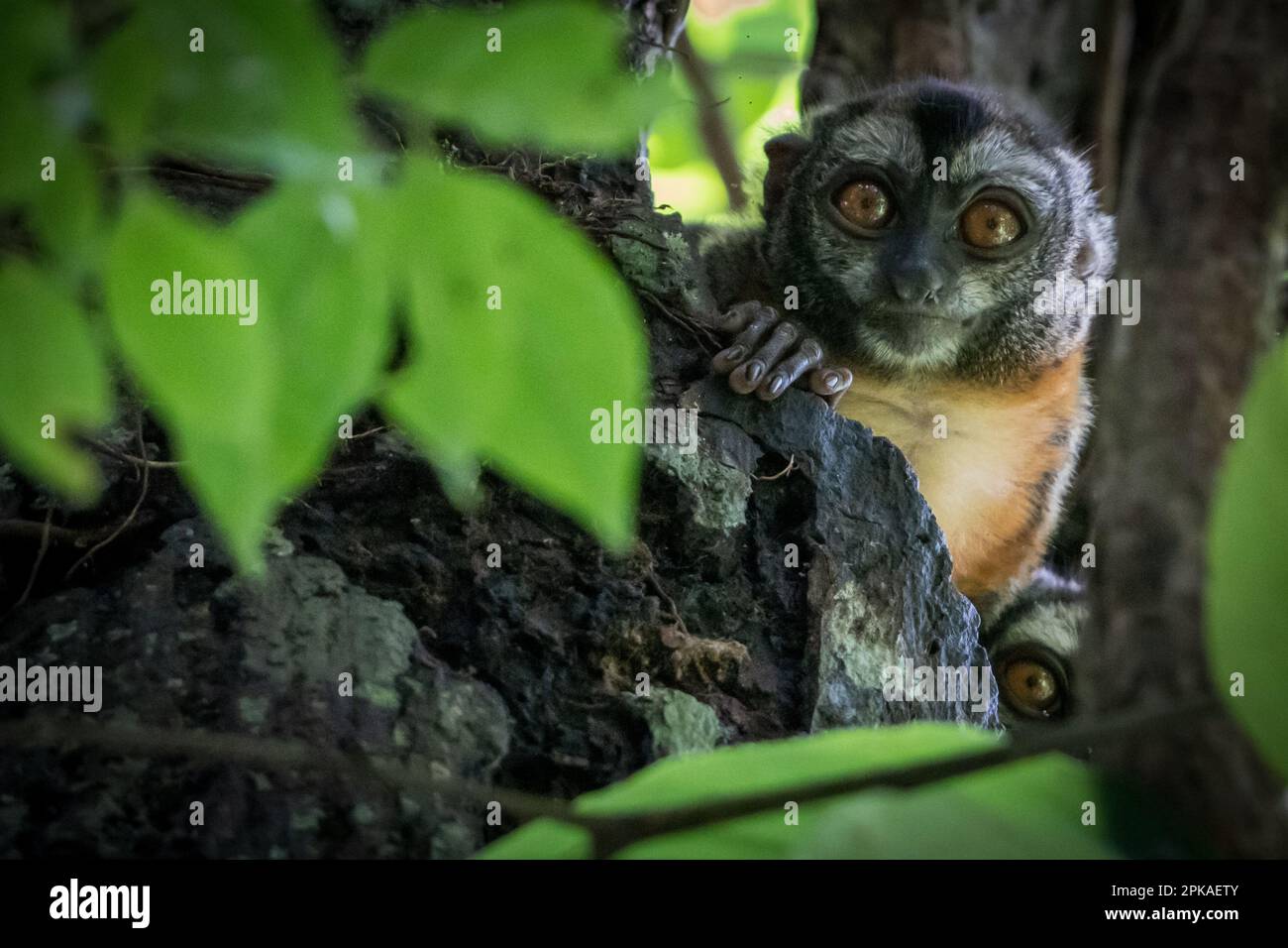 Night owl monkeys hi-res stock photography and images - Alamy