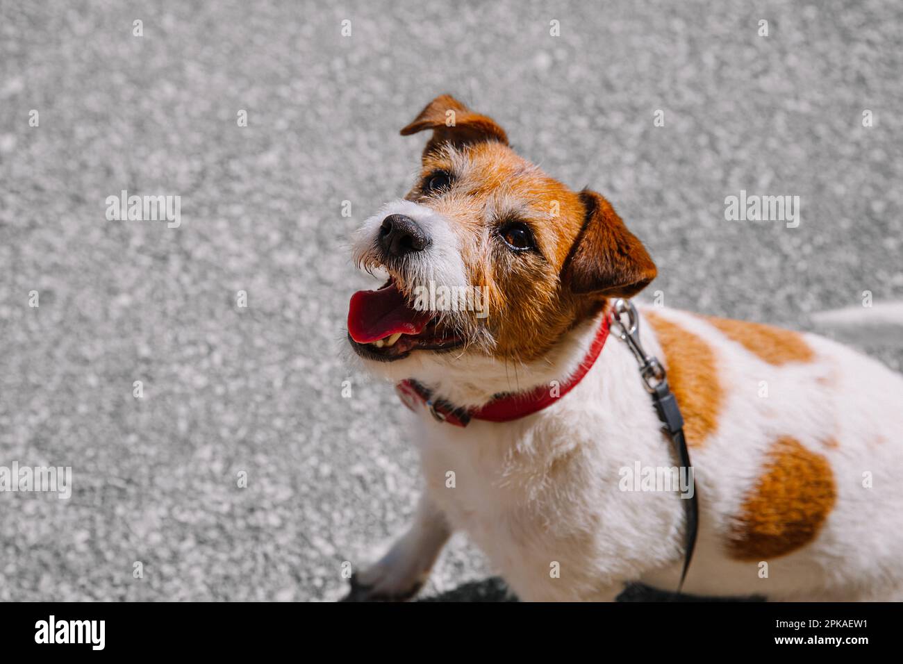 A small Jack Russell Terrier dog walking with his owner in a city alley ...