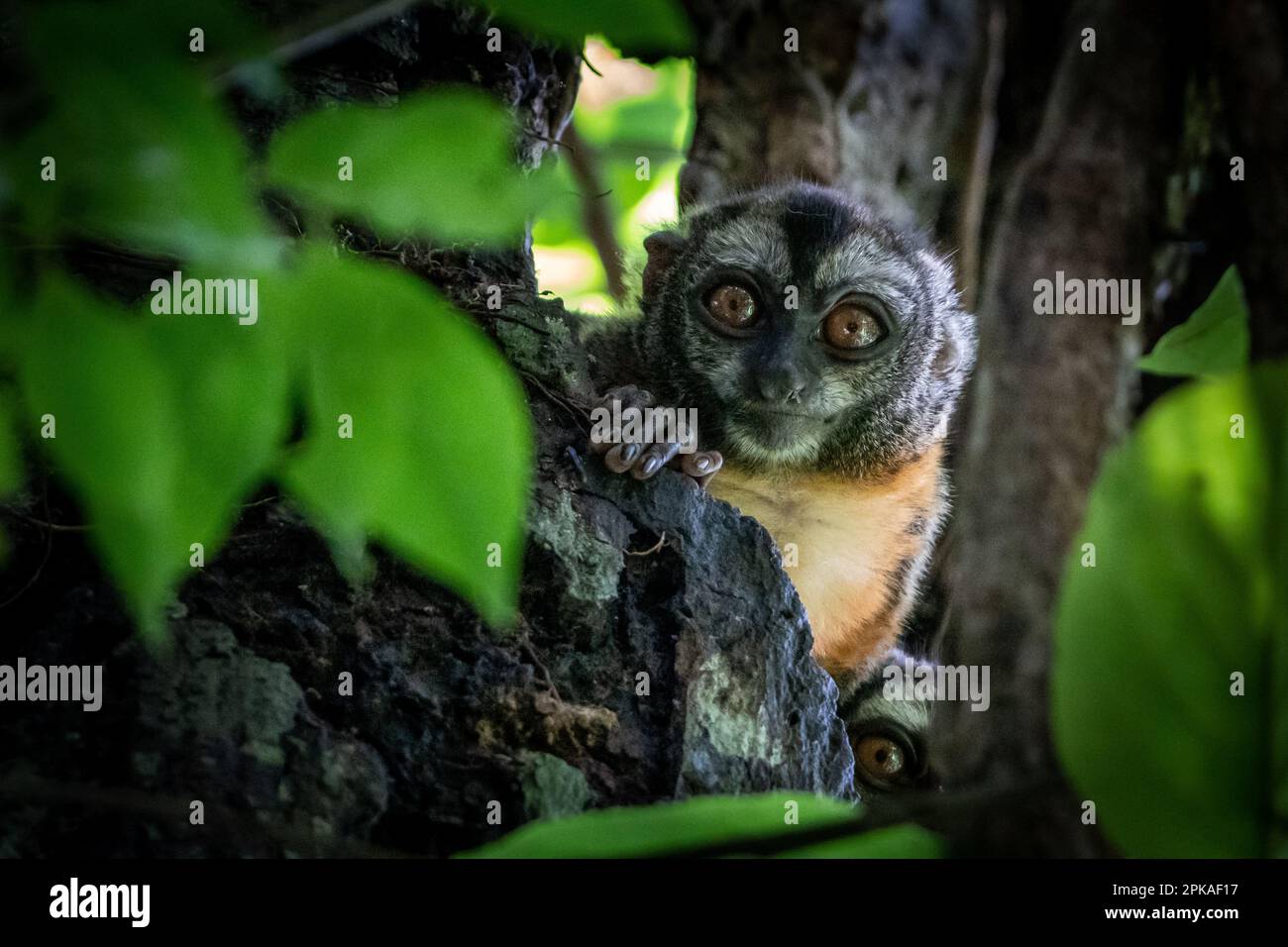 Night owl monkeys hi-res stock photography and images - Alamy