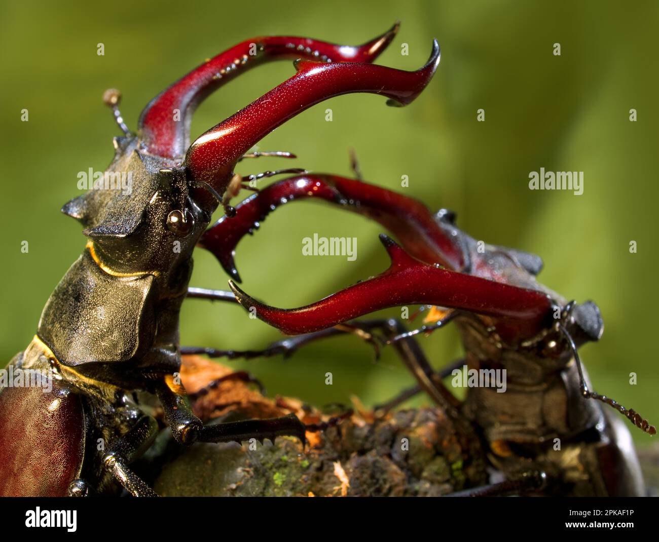 Insects two horns hi-res stock photography and images - Alamy