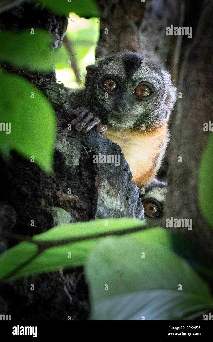 Night monkeys tree hi-res stock photography and images - Alamy