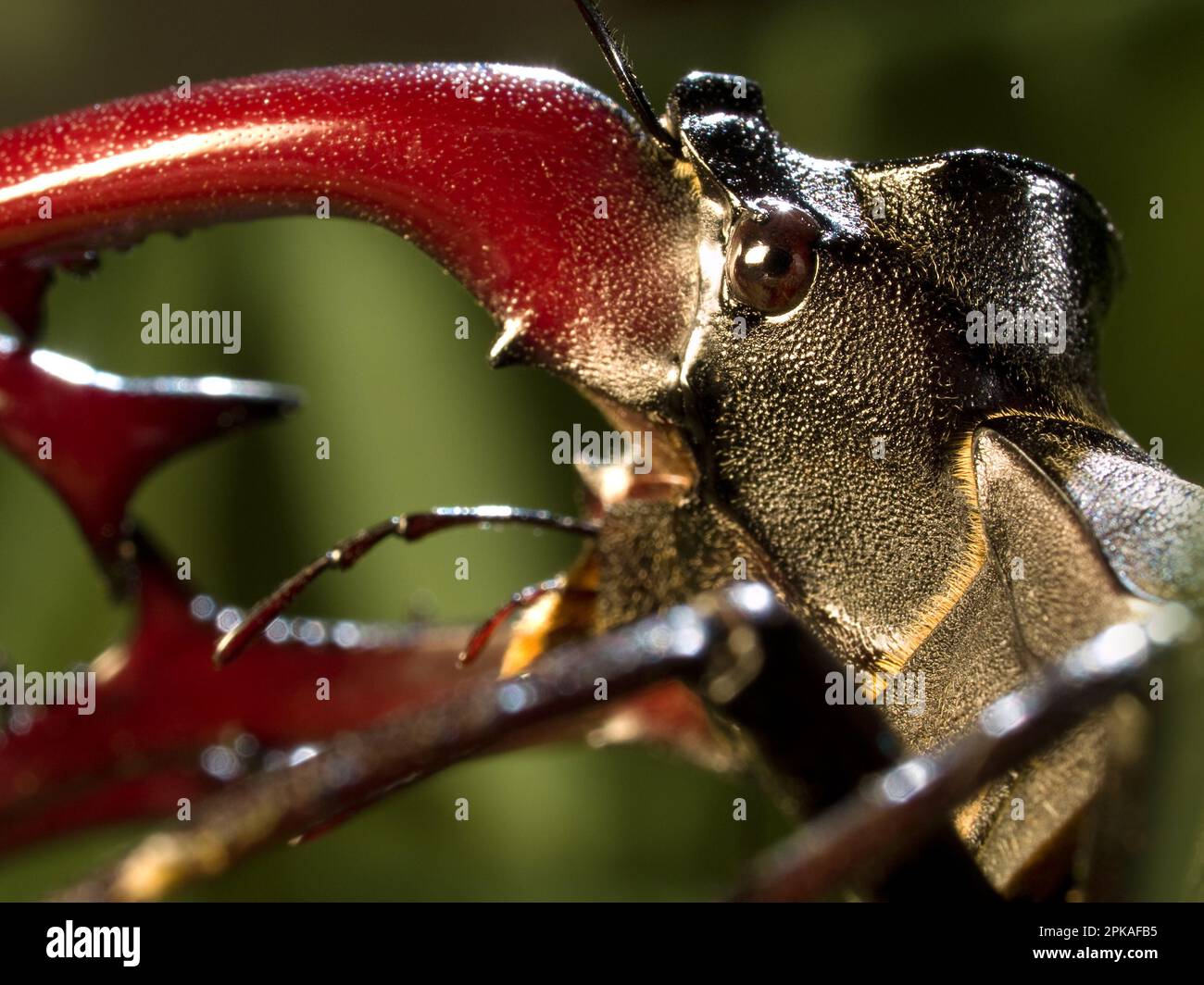 Insects two horns hi-res stock photography and images - Alamy