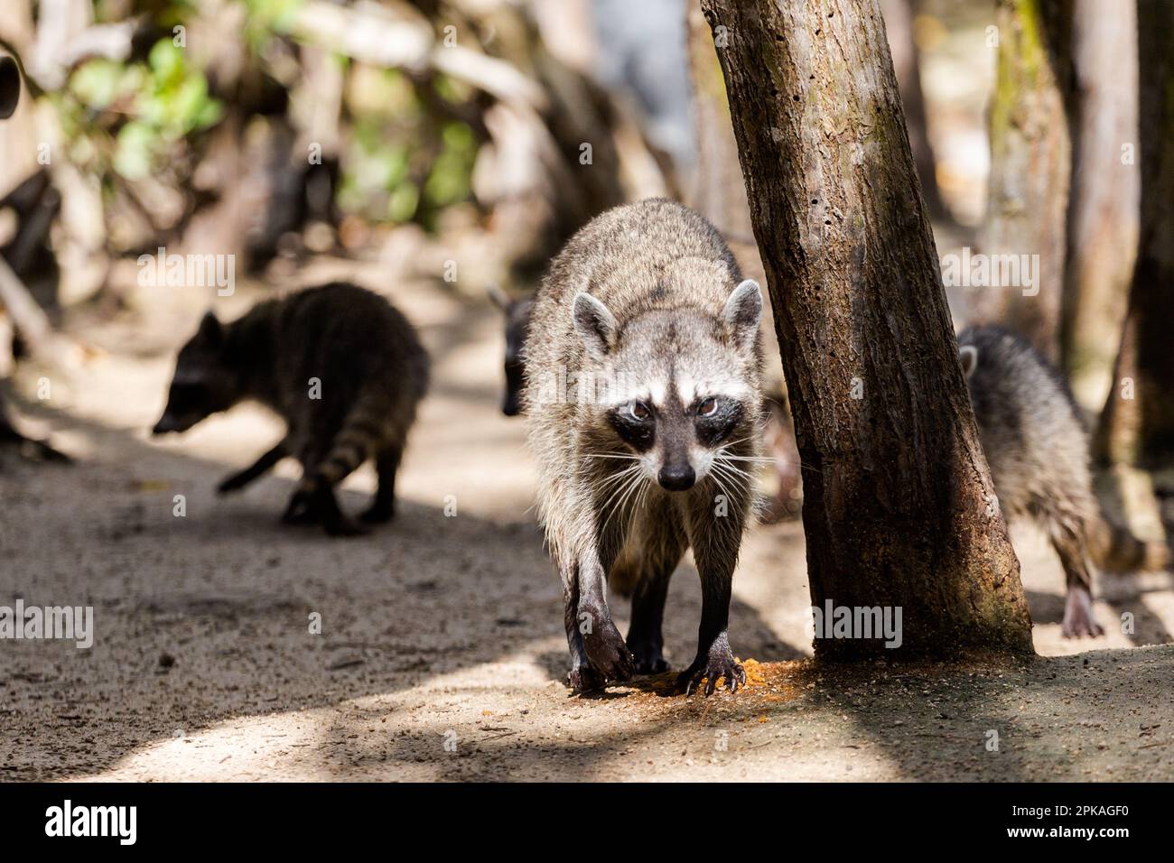 Beautiful wild animals - racoon in El Corchito Ecological Reserve in ...