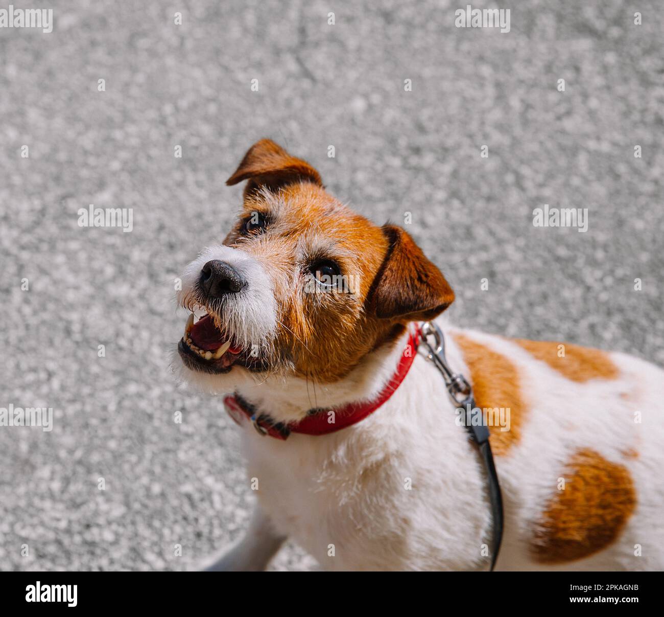 A small Jack Russell Terrier dog walking with his owner in a city alley ...