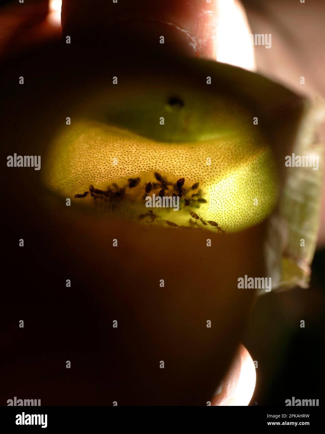 plants 075 ls.JPG Ants caught in an Asian Pitcher plant. "Chomp," an ...
