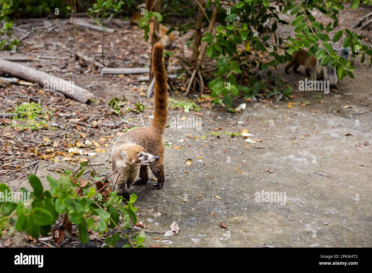 Beautiful wild animals Coati, Nasua in El Corchito Ecological Reserve ...