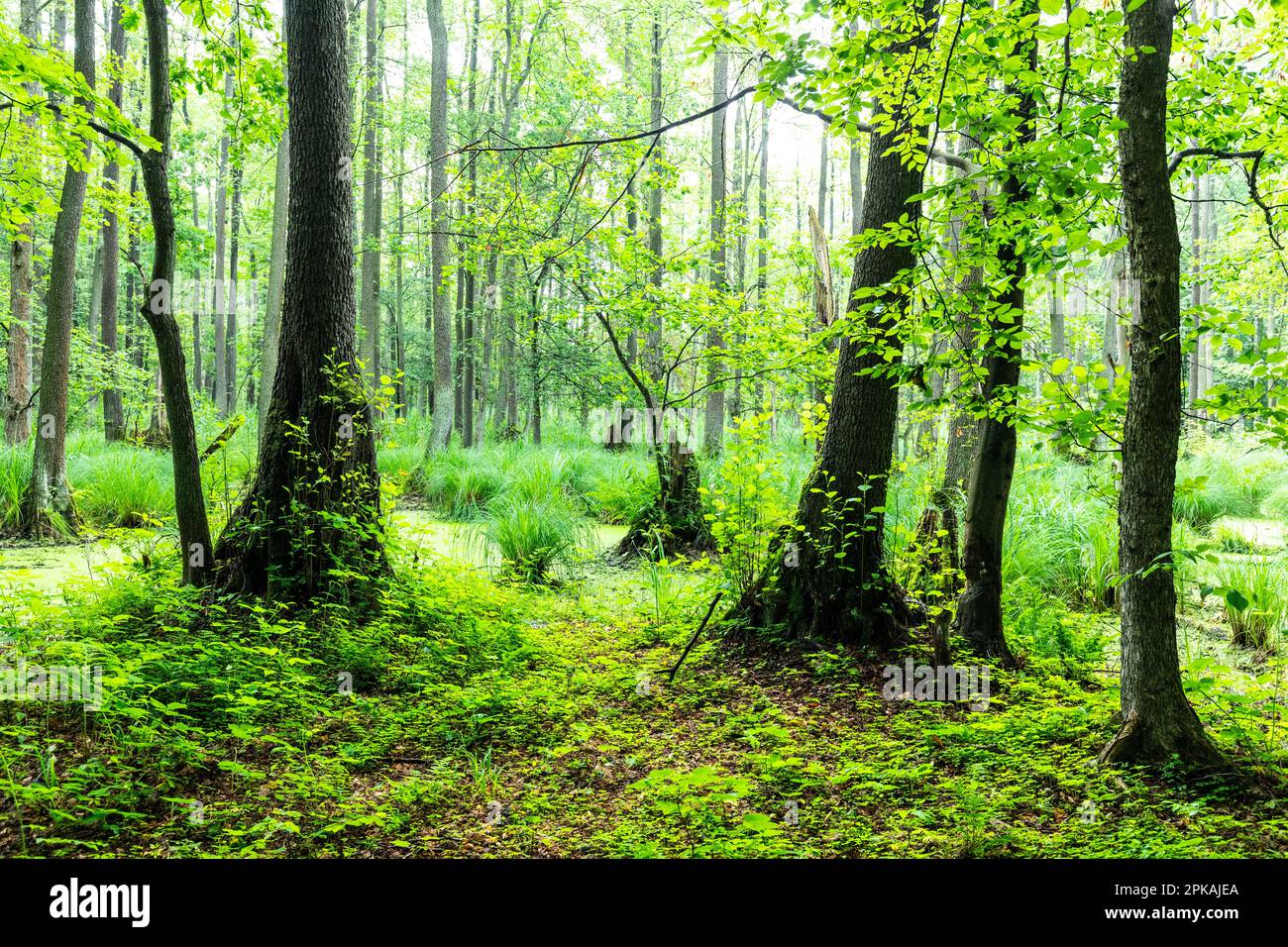 Europe, Poland, Lower Silesia, Olszyny Niezgodzkie Nature Reserve Stock ...