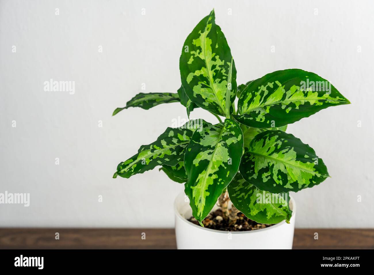 Aglaonema pictum tricolor hi-res stock photography and images - Alamy