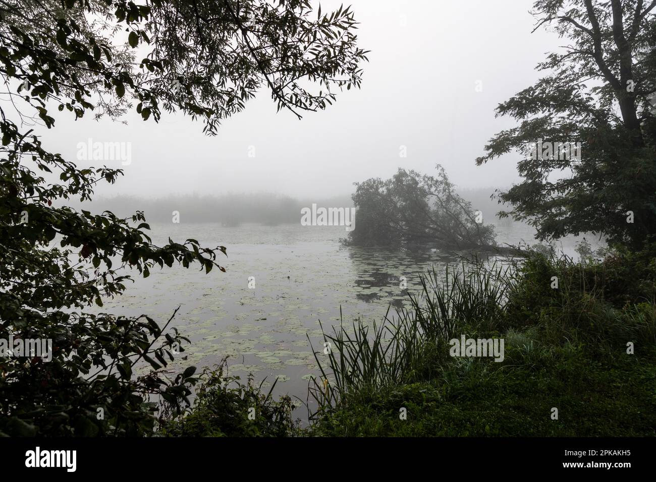 Fish ponds hi-res stock photography and images - Alamy