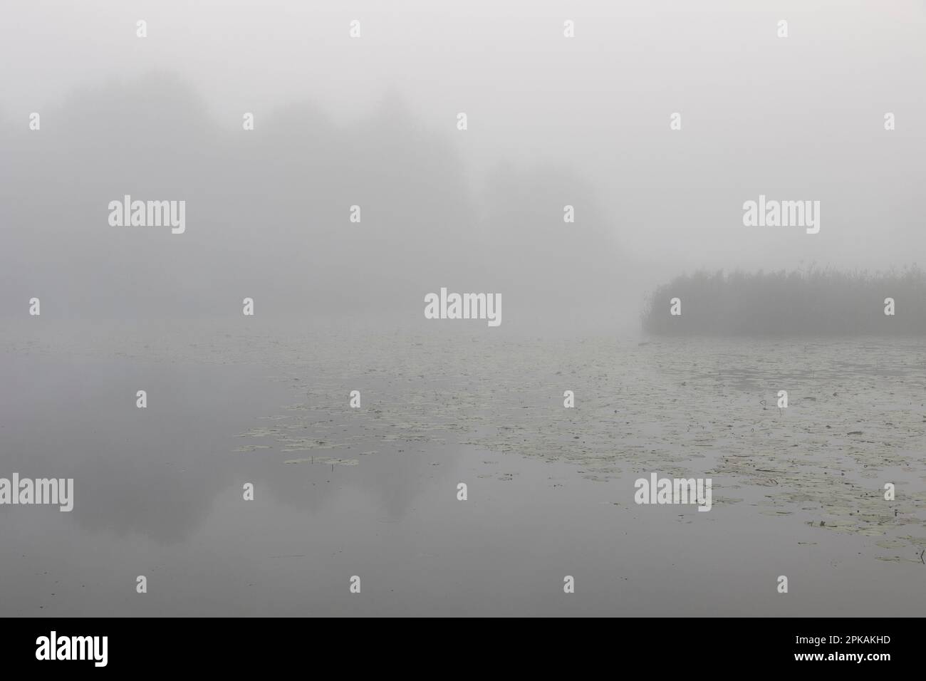 Fish ponds hi-res stock photography and images - Alamy