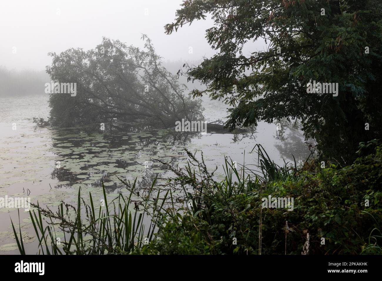 Fish ponds hi-res stock photography and images - Alamy