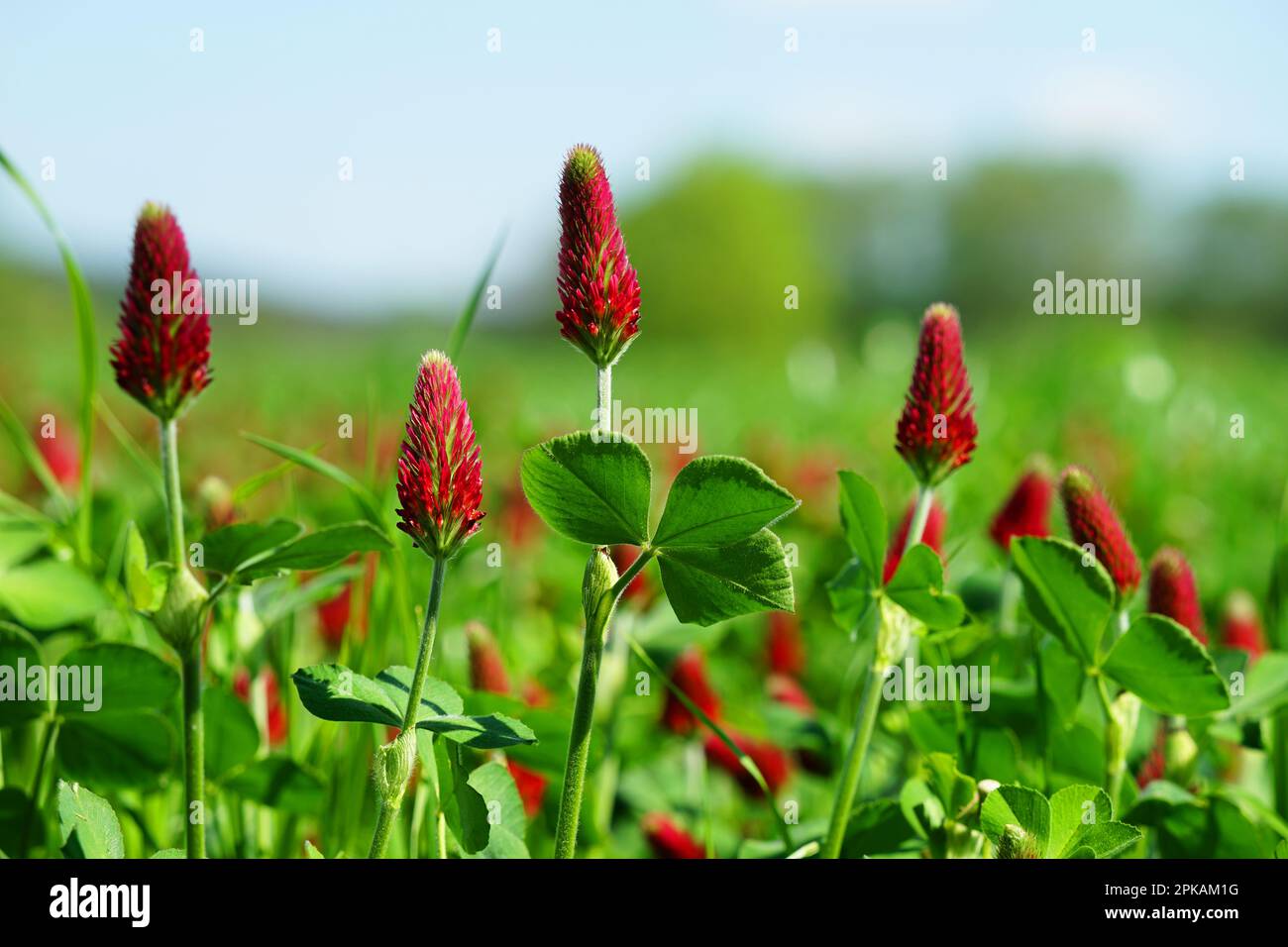 Botanic landscape hi-res stock photography and images - Alamy