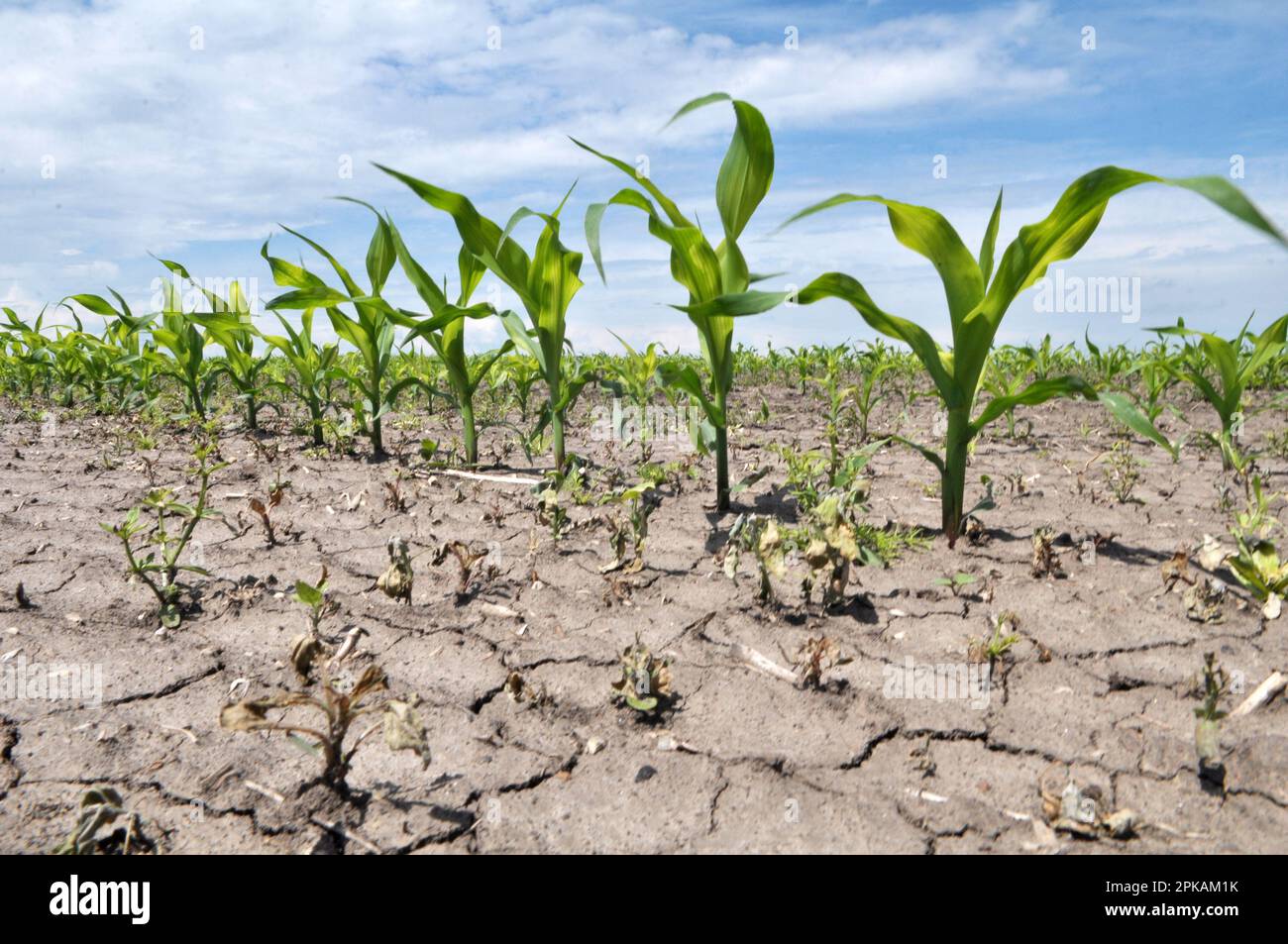 Young corn grows on the farm, which is protected against weeds by using ...