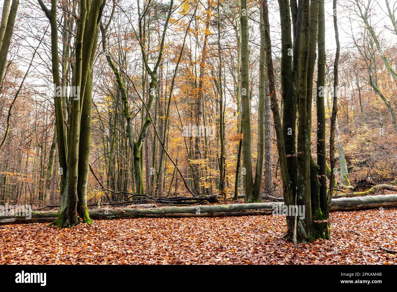 Rezerwat sokole gory hi-res stock photography and images - Alamy