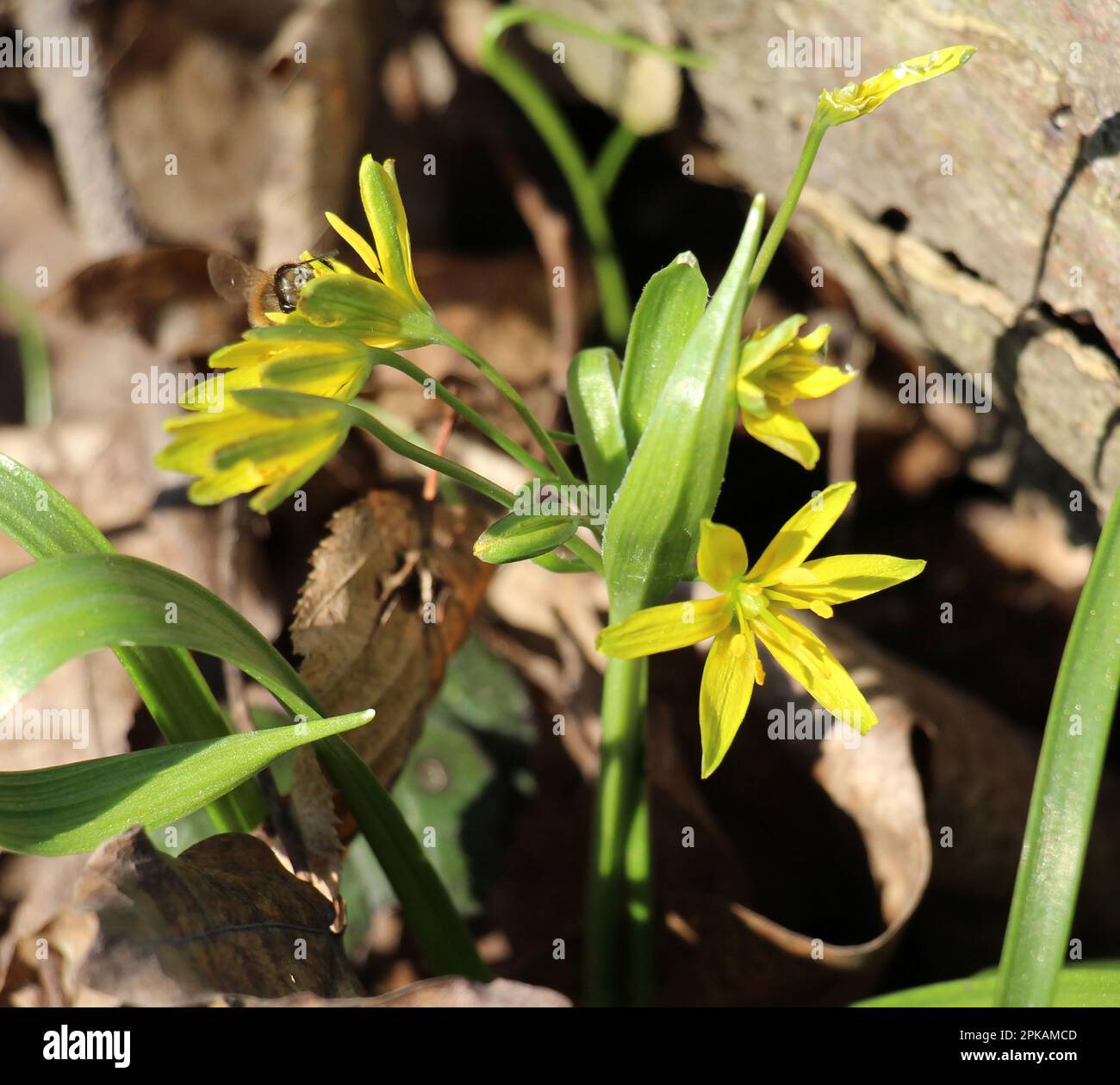 Early spring plant Gagea lutea blooms in the wild in the woods Stock ...
