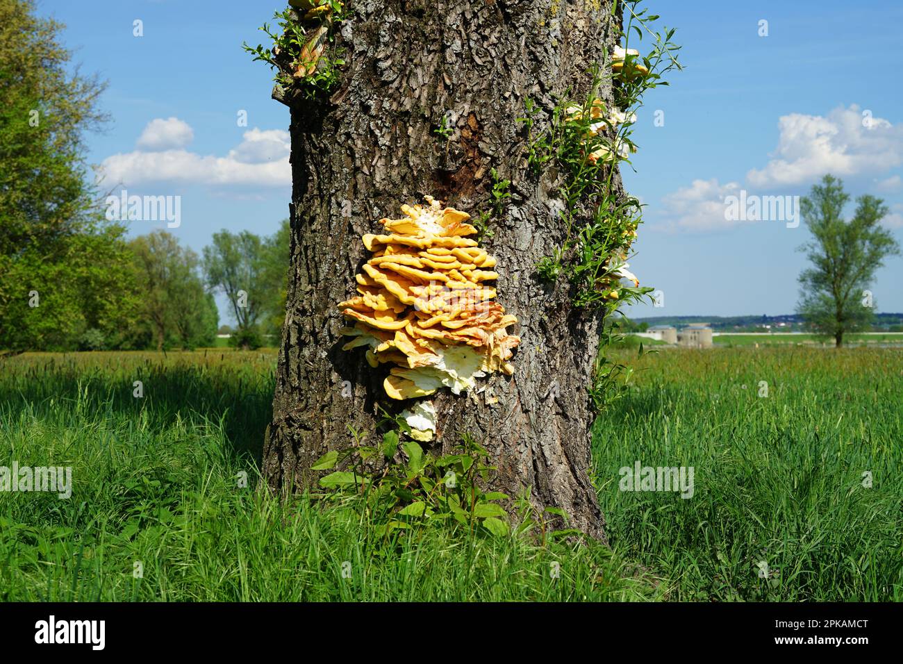 yellow brown tree fungus mushrooms on a big tree in Bavaria, Germany ...