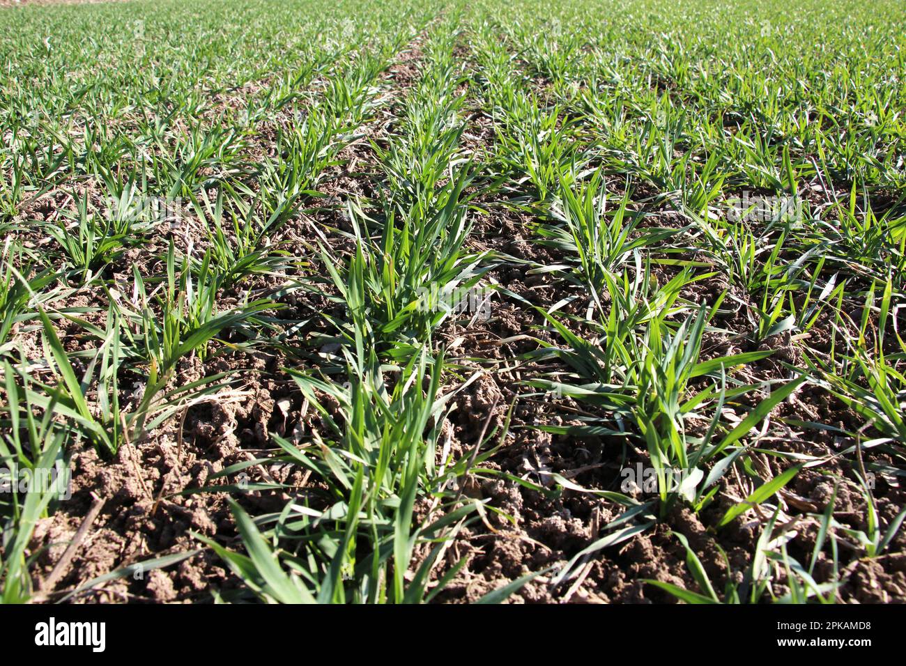 Cultivation spring hi-res stock photography and images - Alamy