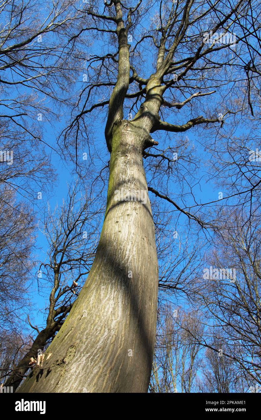 Hornbeam trees solid wood grow in the forest Stock Photo - Alamy