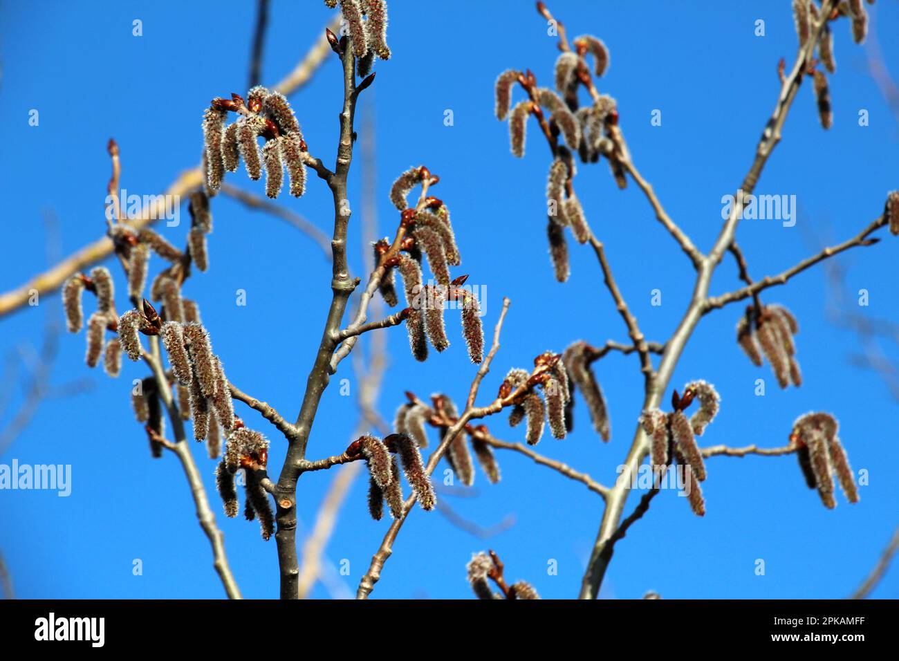 Populus tremula hi-res stock photography and images - Alamy