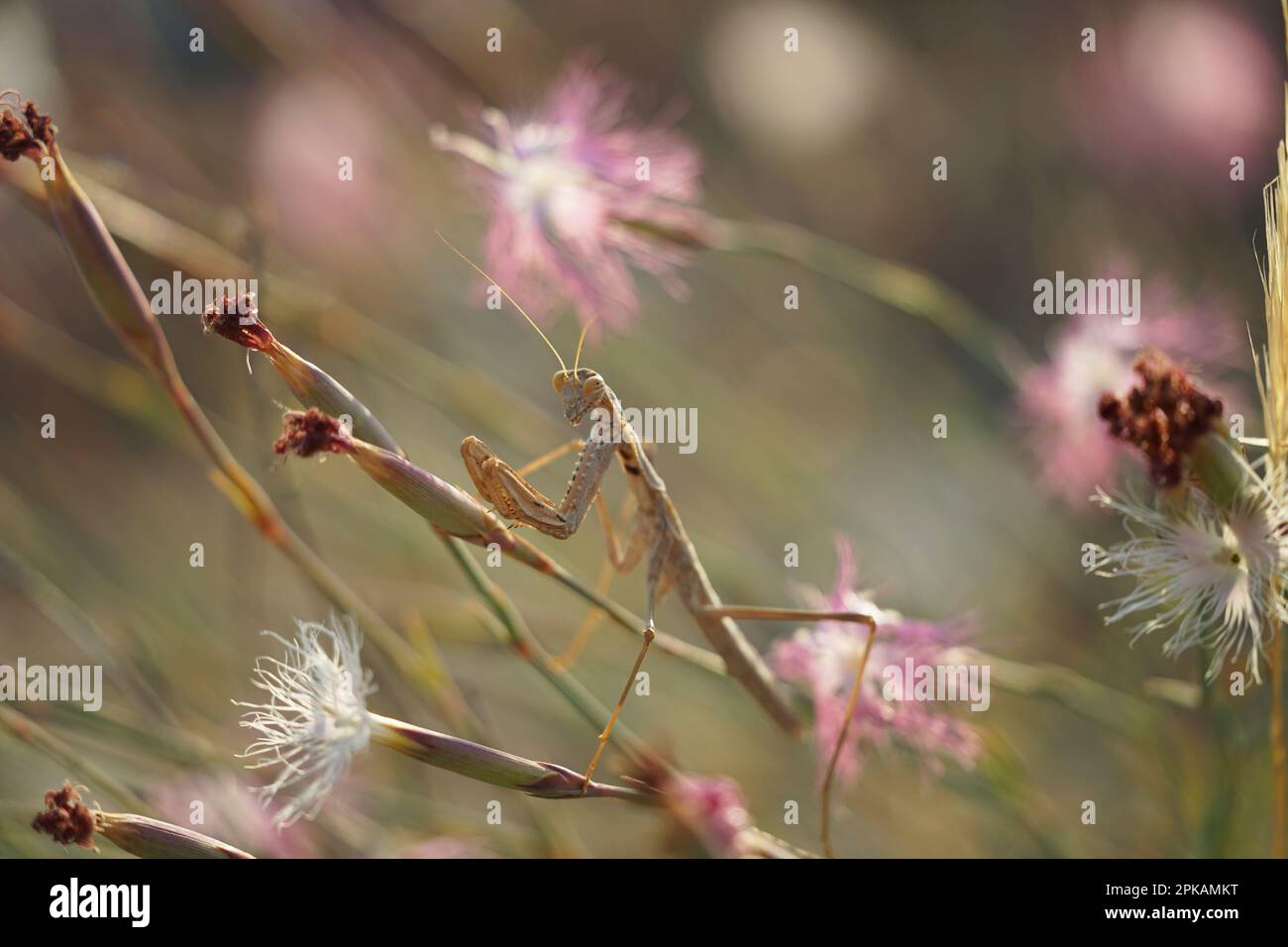 Mantises insects hi-res stock photography and images - Alamy