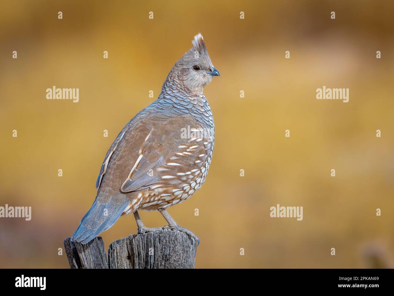 A beautiful and beloved Scaled Quail perches on a fencepost in the ...
