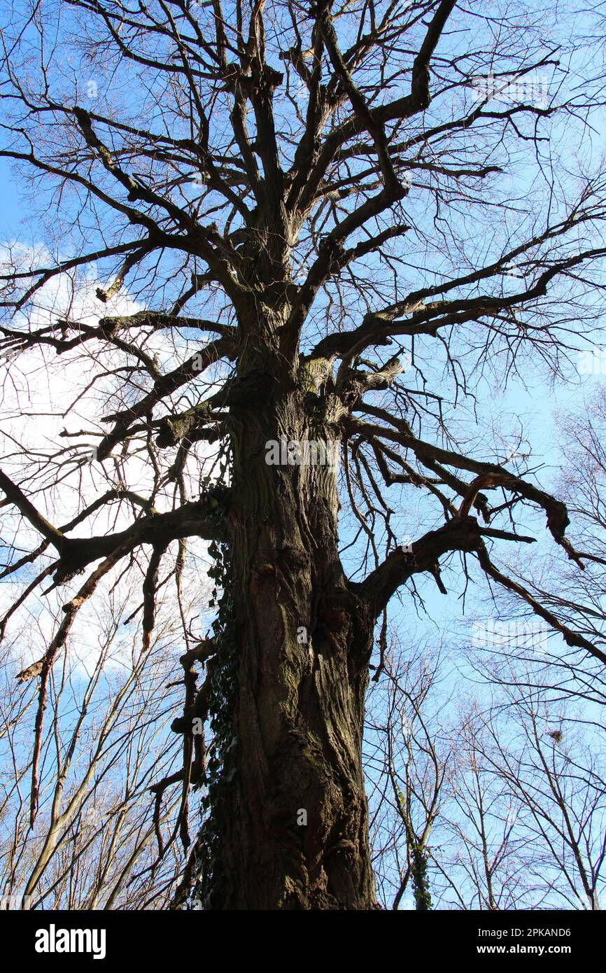 In the forest, an old linden tree with a crown Stock Photo - Alamy