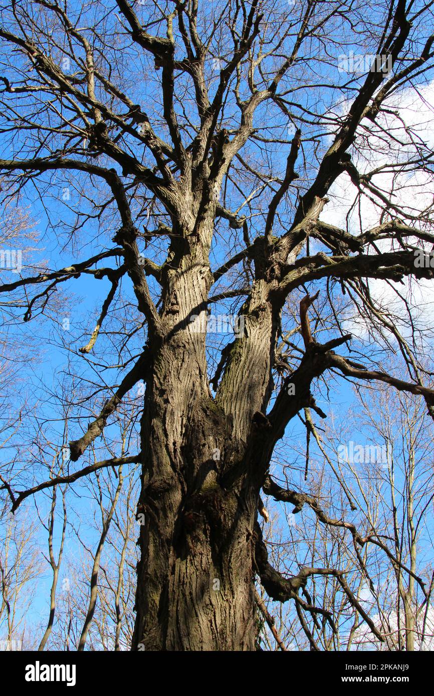 Linden height hi-res stock photography and images - Alamy