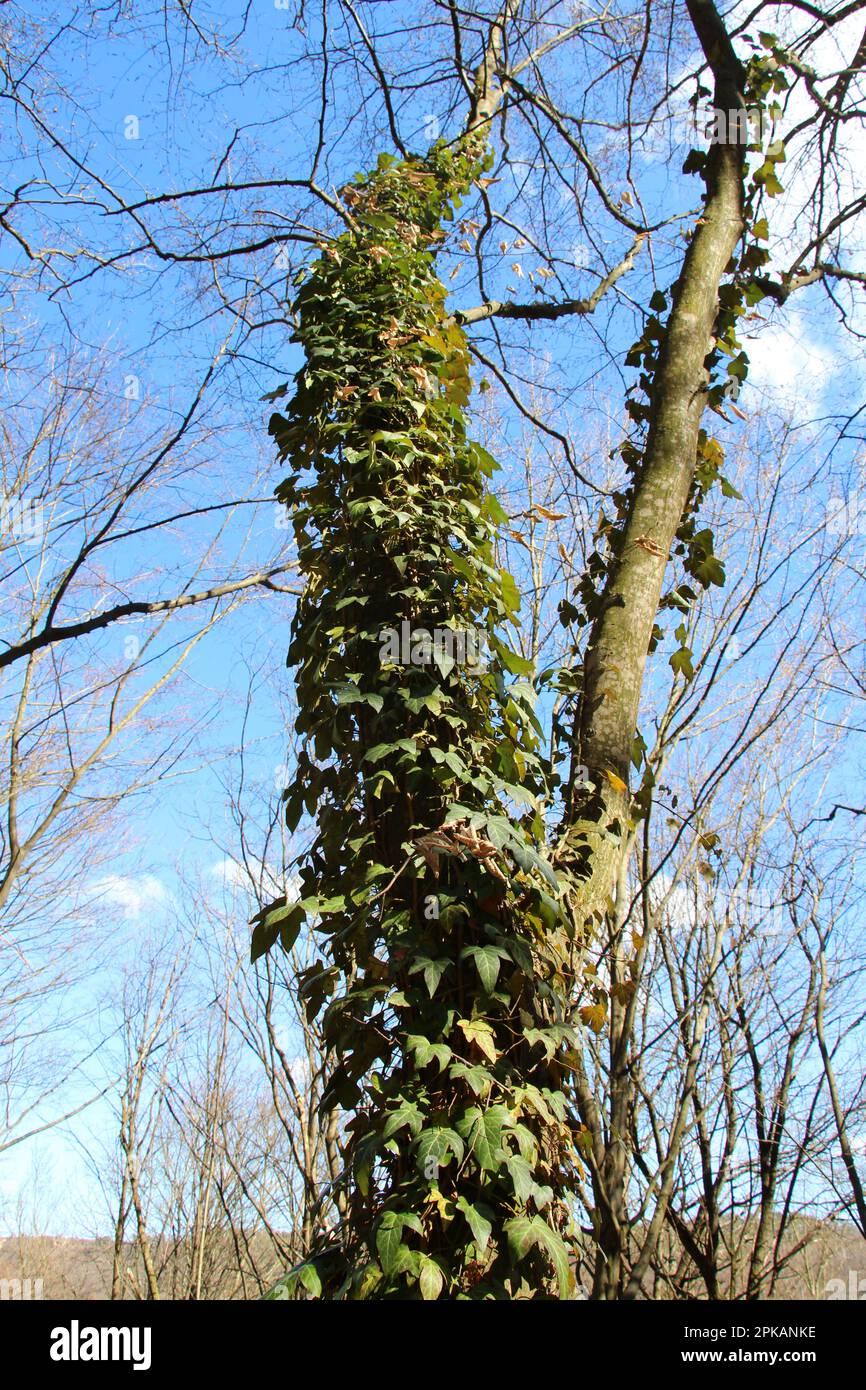 Ivy (Hedera helix) is a wild evergreen climbing plant that stretches ...